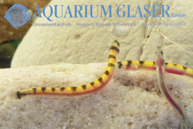 Pangio cuneovirgata - Aquarium Glaser GmbH