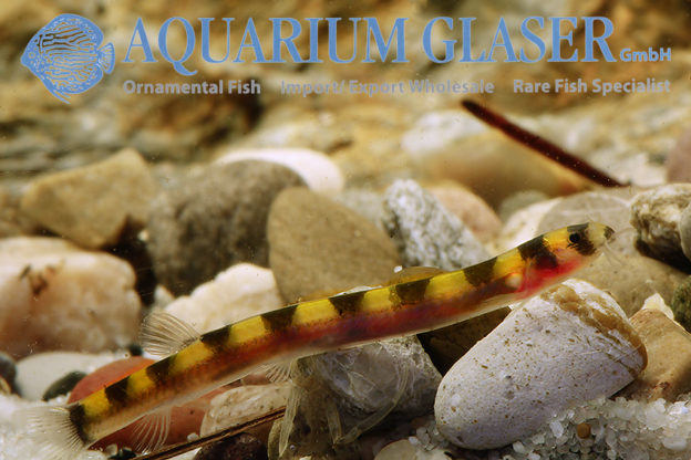 Pangio cuneovirgata - Aquarium Glaser GmbH