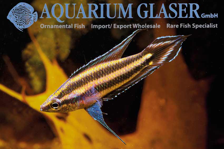 Parosphromenus cf. filamentosus Ampah - Aquarium Glaser GmbH