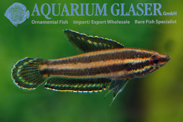 25a: Perchlike fishes (1): Labyrinth fishes - Aquarium Glaser GmbH