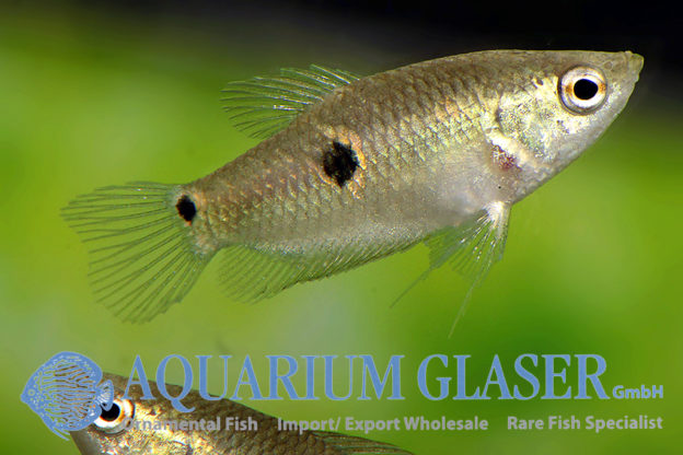 Parasphaerichthys ocellatus - Aquarium Glaser GmbH