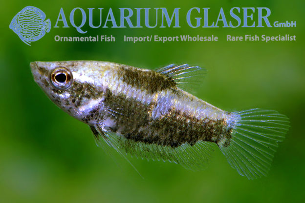 Parasphaerichthys ocellatus - Aquarium Glaser GmbH