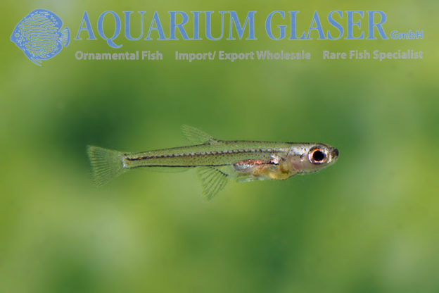 Paedocypris: die kleinsten Fische der Welt - Aquarium Glaser GmbH