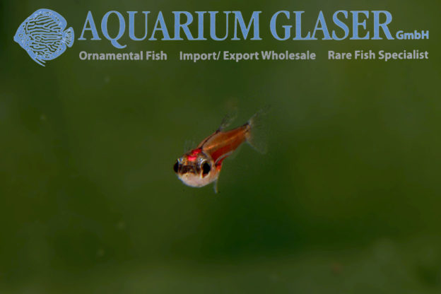 Paedocypris: the smallest fish in the world - Aquarium Glaser GmbH