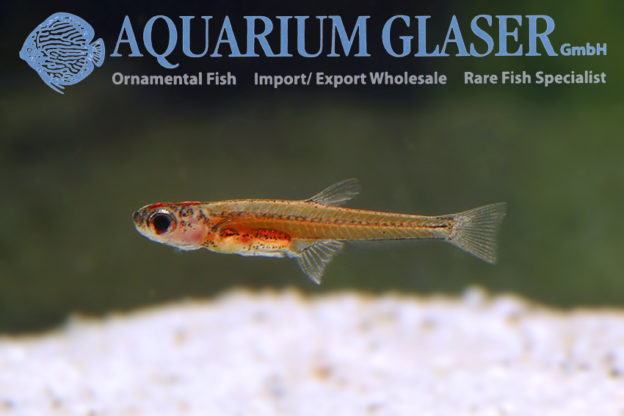 Paedocypris: the smallest fish in the world - Aquarium Glaser GmbH
