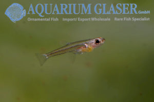 Paedocypris: the smallest fish in the world - Aquarium Glaser GmbH