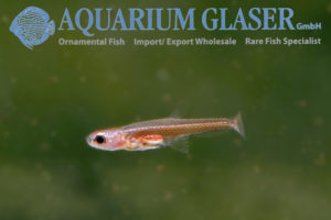Paedocypris: the smallest fish in the world - Aquarium Glaser GmbH
