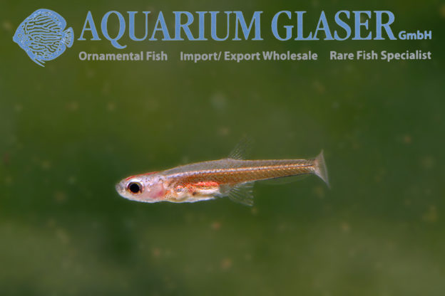 Paedocypris: the smallest fish in the world - Aquarium Glaser GmbH