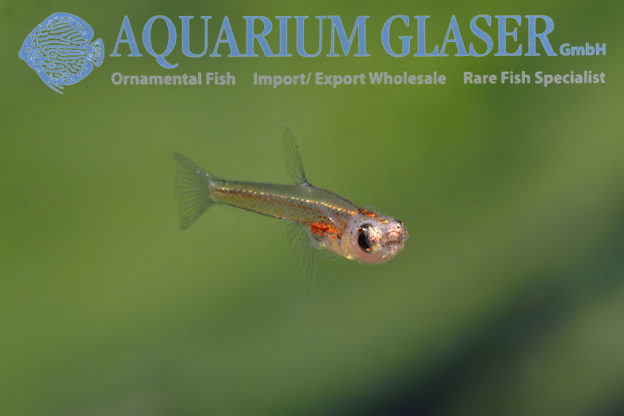 Paedocypris: die kleinsten Fische der Welt - Aquarium Glaser GmbH