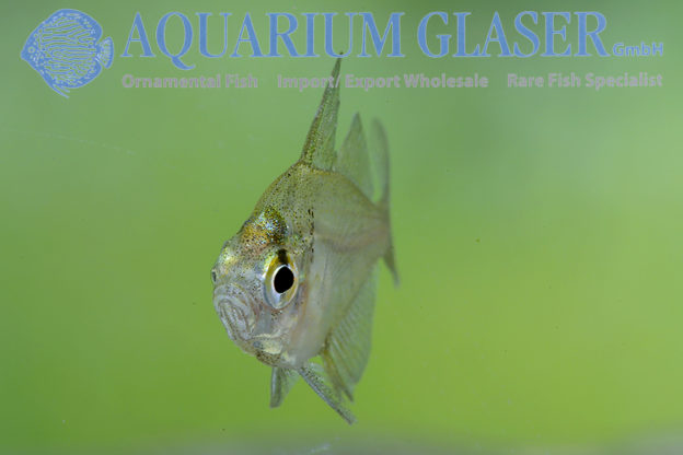 Parambassis lala Bred - Aquarium Glaser GmbH