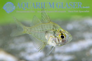 Parambassis lala Bred - Aquarium Glaser GmbH