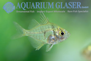 Parambassis lala Bred - Aquarium Glaser GmbH