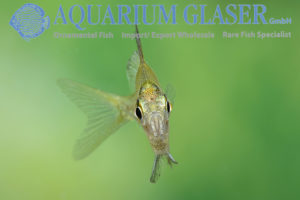 Parambassis lala Bred - Aquarium Glaser GmbH