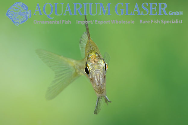 Parambassis lala Bred - Aquarium Glaser GmbH