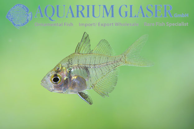 Parambassis lala Bred - Aquarium Glaser GmbH