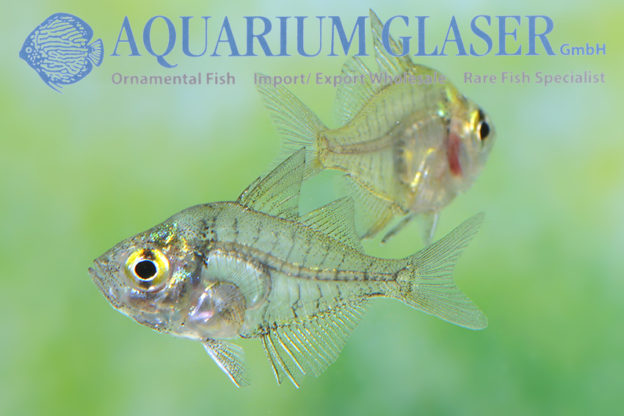 Parambassis lala Bred - Aquarium Glaser GmbH