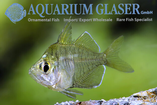 Parambassis lala - Aquarium Glaser GmbH