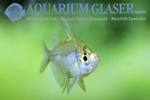 Parambassis lala - Aquarium Glaser GmbH