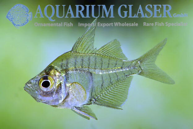 Parambassis lala - Aquarium Glaser GmbH