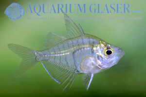 Parambassia lala - Aquarium Glaser GmbH