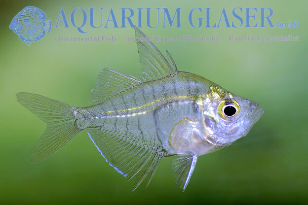 Parambassis lala - Aquarium Glaser GmbH