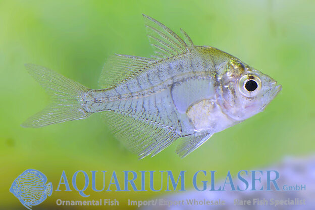 Parambassis lala - Aquarium Glaser GmbH