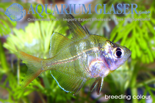 Fish Archive - Aquarium Glaser GmbH