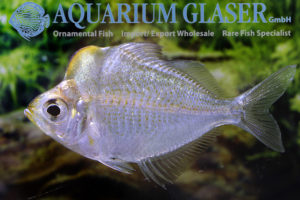 Parambassis pulcinella - Aquarium Glaser GmbH