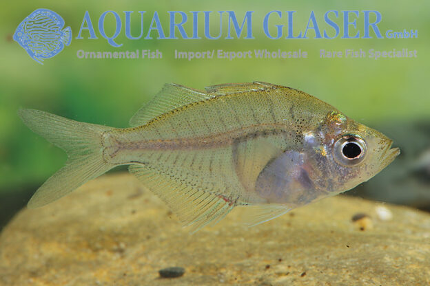 Parambassis siamensis - Aquarium Glaser GmbH