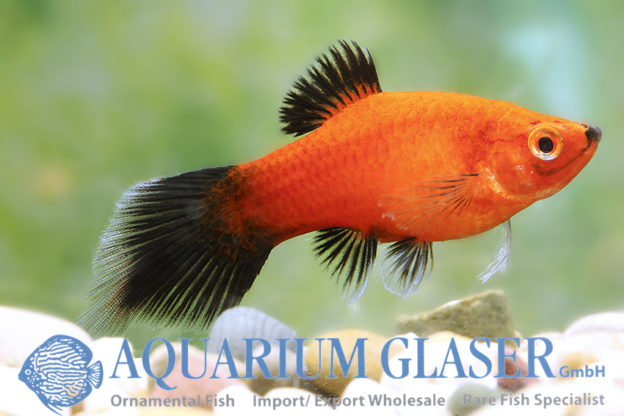 Platy Wagtail Pointed Tail - Aquarium Glaser GmbH