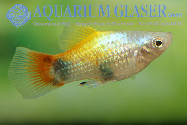Platy Blue Butterfly Moon - Aquarium Glaser GmbH