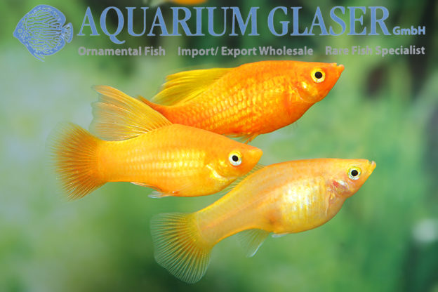 Xiphophorus variatus Highfin Orange - Aquarium Glaser GmbH