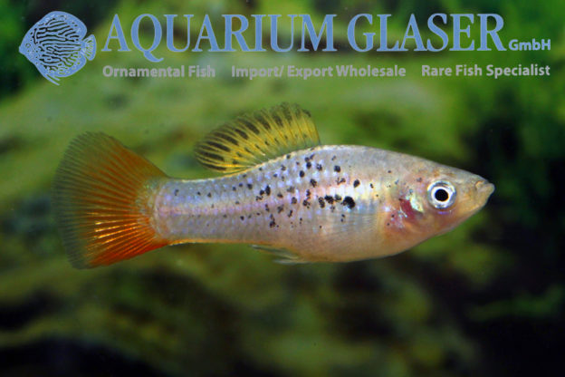 Xiphophorus variatus „La Laguna“ - Aquarium Glaser GmbH