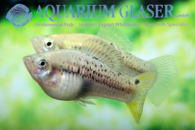Xiphophorus variatus Rio Coacuilco (2) - Aquarium Glaser GmbH