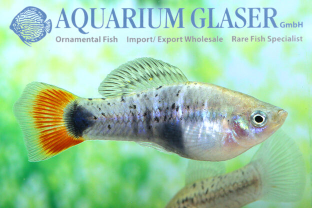 Xiphophorus variatus Rio Coacuilco (2) - Aquarium Glaser GmbH