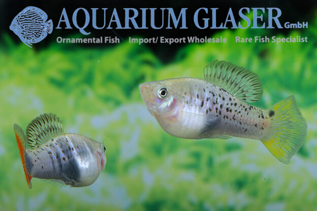 Xiphophorus variatus Rio Coacuilco (2) - Aquarium Glaser GmbH