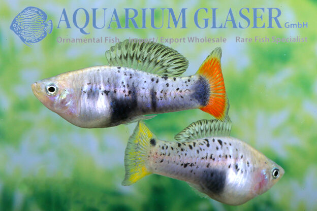 Xiphophorus variatus Rio Coacuilco (2) - Aquarium Glaser GmbH