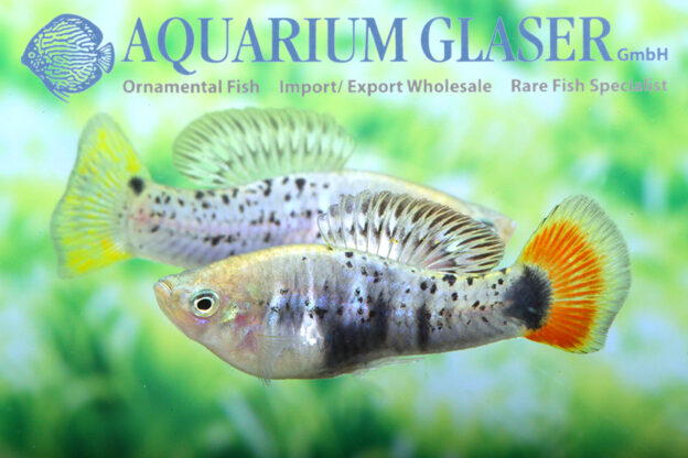 Xiphophorus variatus Rio Coacuilco (2) - Aquarium Glaser GmbH