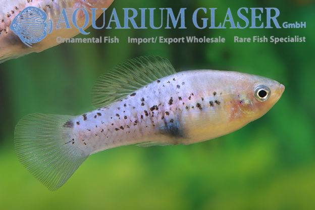 Xiphophorus variatus Rio Coacuilco - Aquarium Glaser GmbH