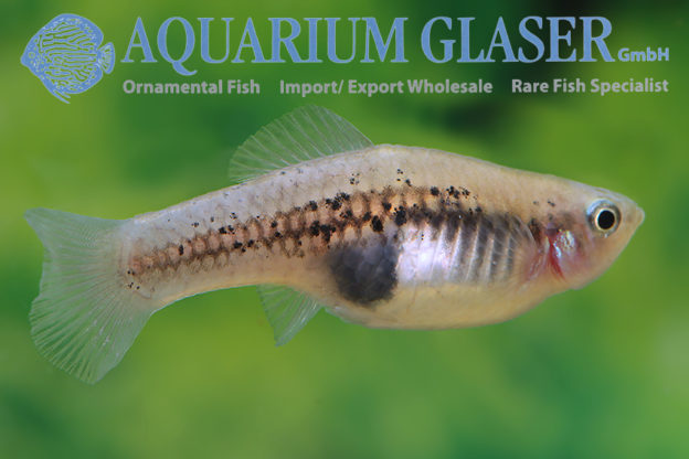 Xiphophorus variatus Rio Coacuilco - Aquarium Glaser GmbH