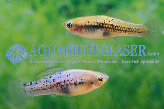 Xiphophorus variatus Rio Coacuilco - Aquarium Glaser GmbH