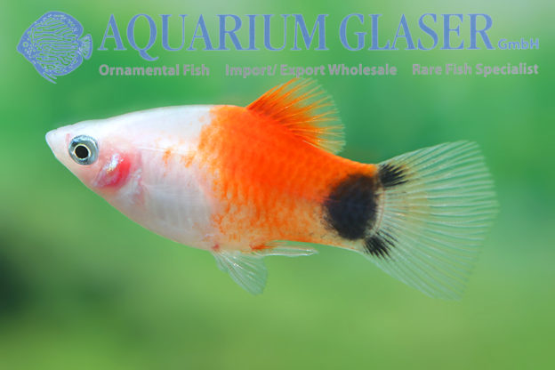 Xiphophorus maculatus Platy Mickey Mouse White Red Tail - Aquarium ...
