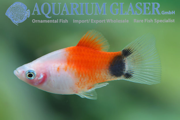 Xiphophorus maculatus Platy Mickey Mouse White Red Tail - Aquarium ...