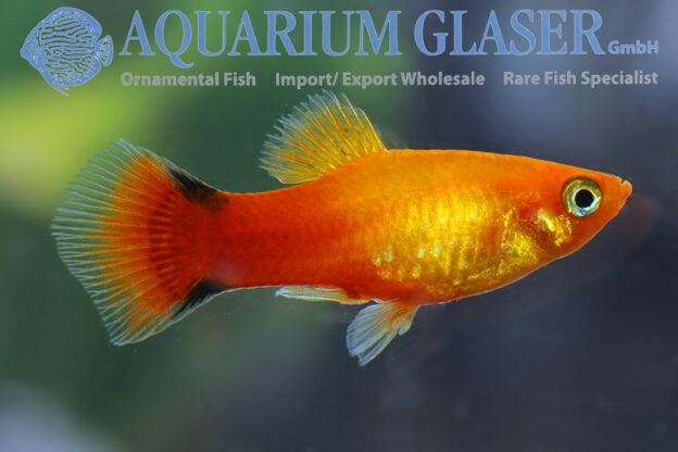 Xiphophorus maculatus Platy Sunset Comet - Aquarium Glaser GmbH