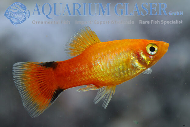 Xiphophorus maculatus Platy Sunset Comet - Aquarium Glaser GmbH