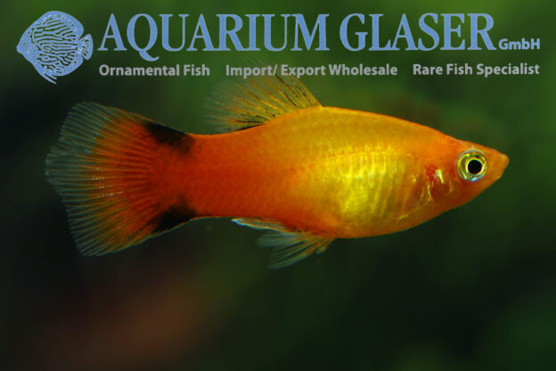 Xiphophorus maculatus Platy Sunset Comet - Aquarium Glaser GmbH