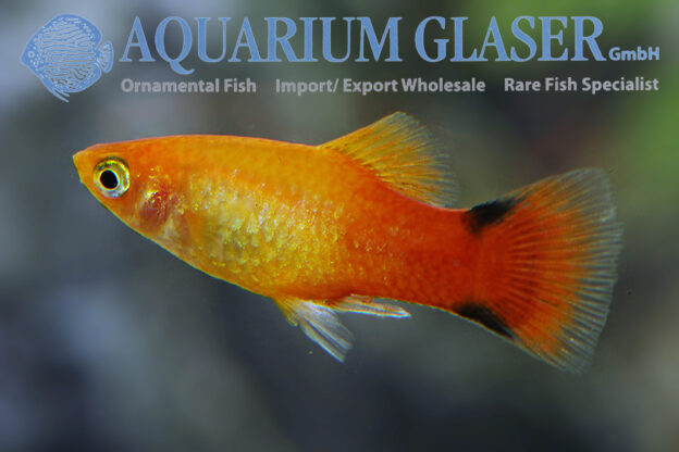 Xiphophorus maculatus Platy Sunset Comet - Aquarium Glaser GmbH