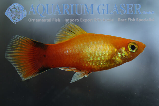 Xiphophorus maculatus Platy Sunset Comet - Aquarium Glaser GmbH
