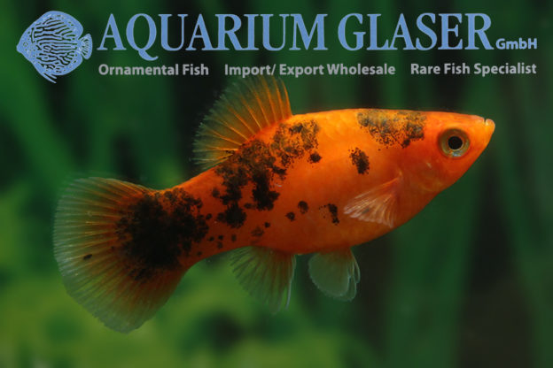 Platy red Berlin or Salt & Pepper or Calico - Aquarium Glaser GmbH