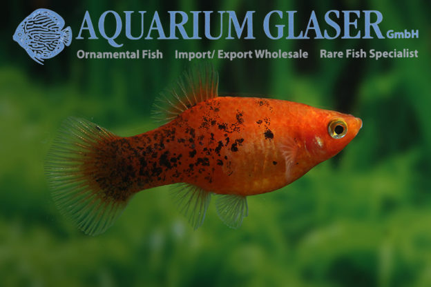 Platy red Berlin or Salt & Pepper or Calico - Aquarium Glaser GmbH